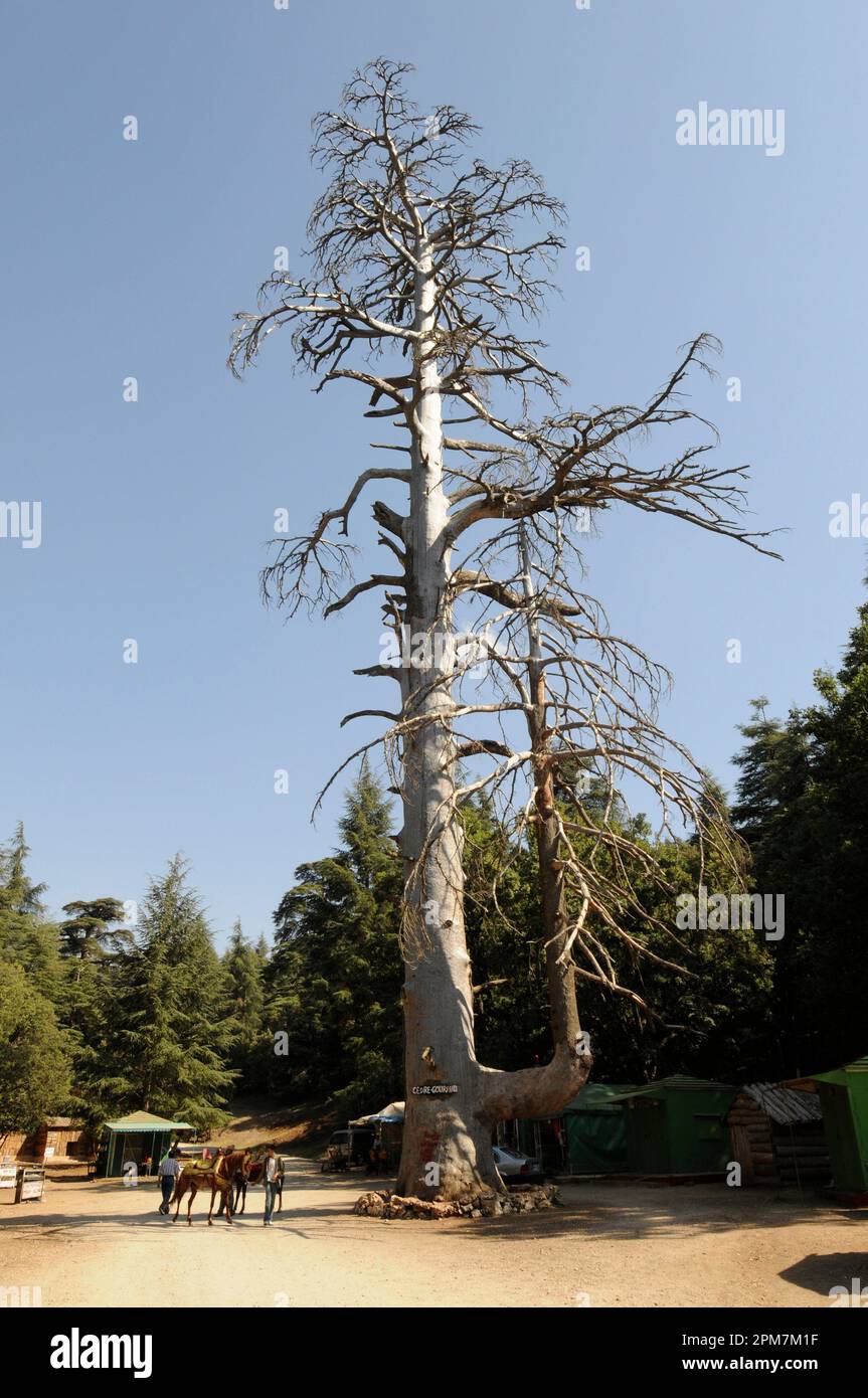 Cedar cedrus atlantica hi-res stock photography and images - Alamy