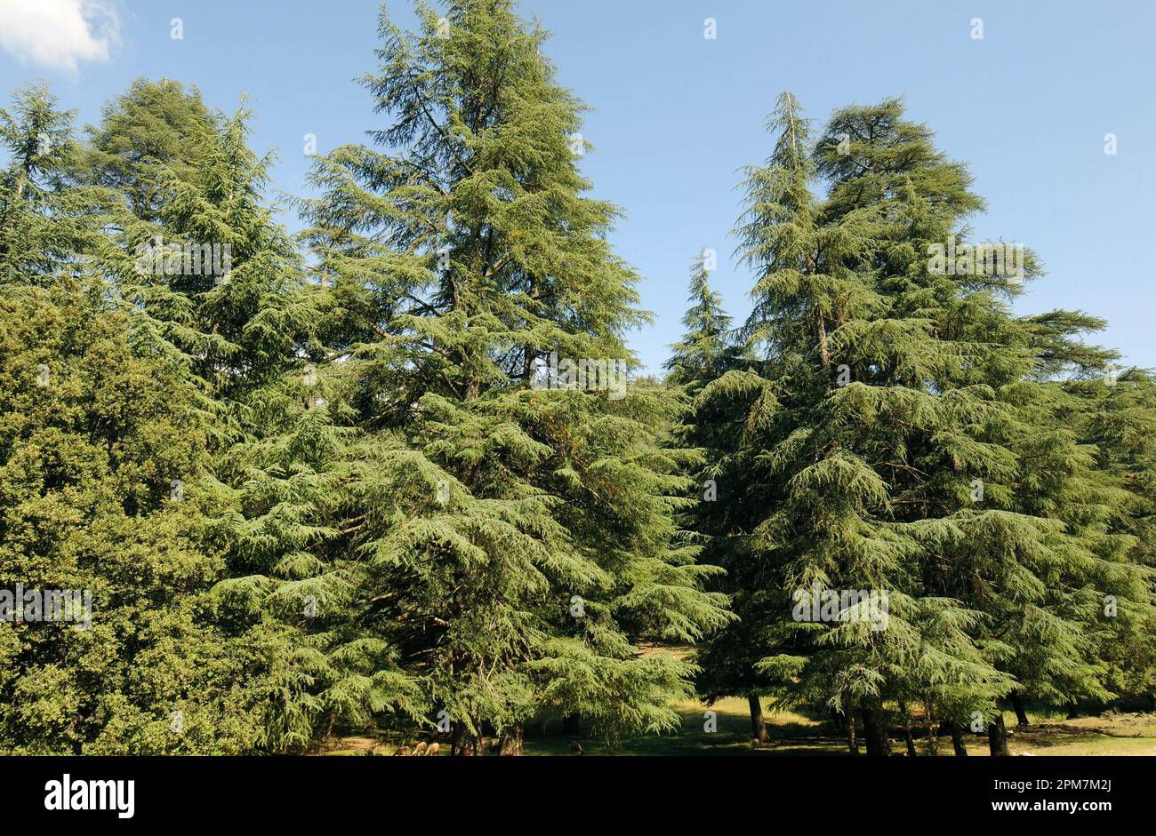 Cedar cedrus atlantica hi-res stock photography and images - Alamy