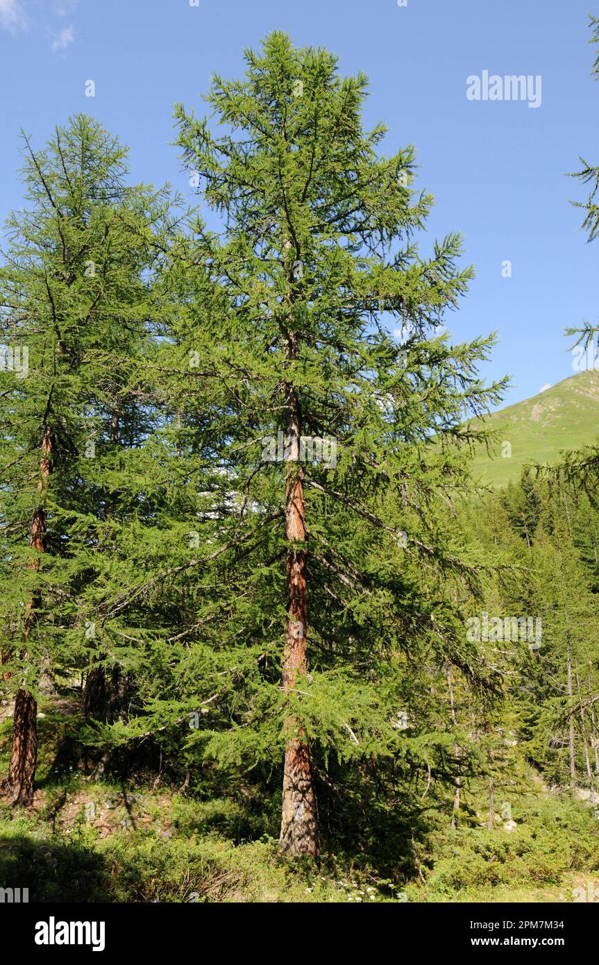 Deciduous coniferous tree hi-res stock photography and images - Alamy