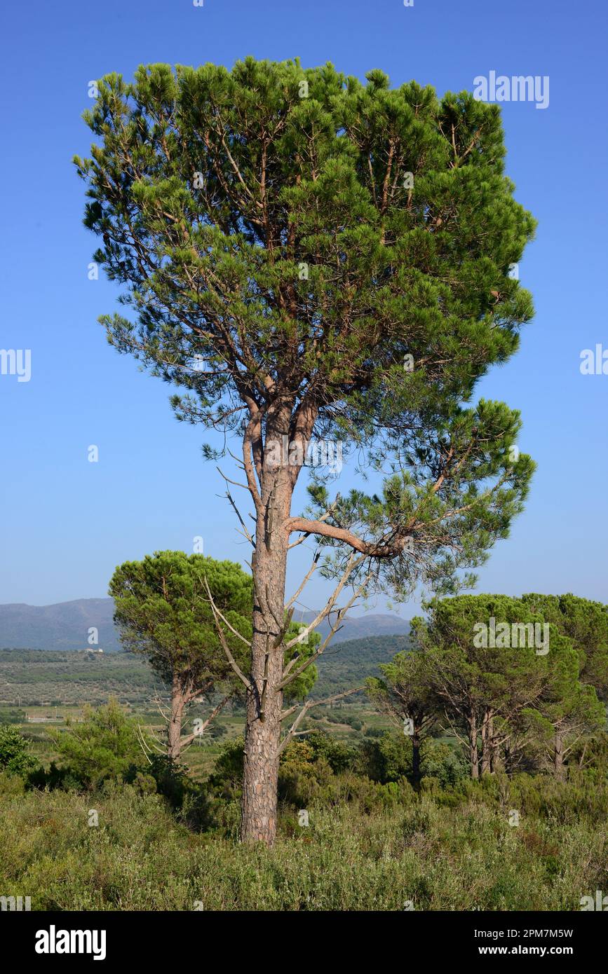 Stone pine tree hi-res stock photography and images - Alamy