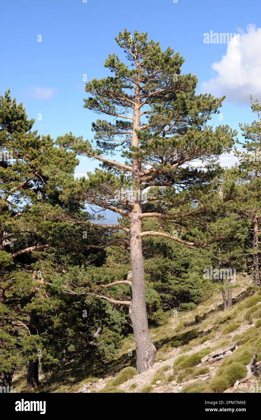 Scots pine (Pinus sylvestris) is an evergreen tree native to north and ...