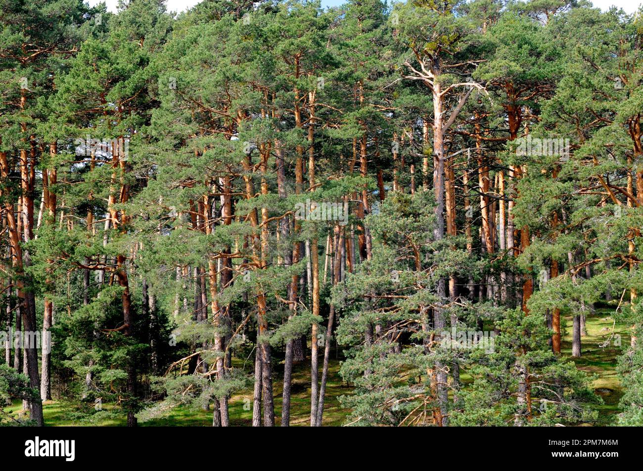 Pinus sylvestris scots pine tree hi-res stock photography and images ...