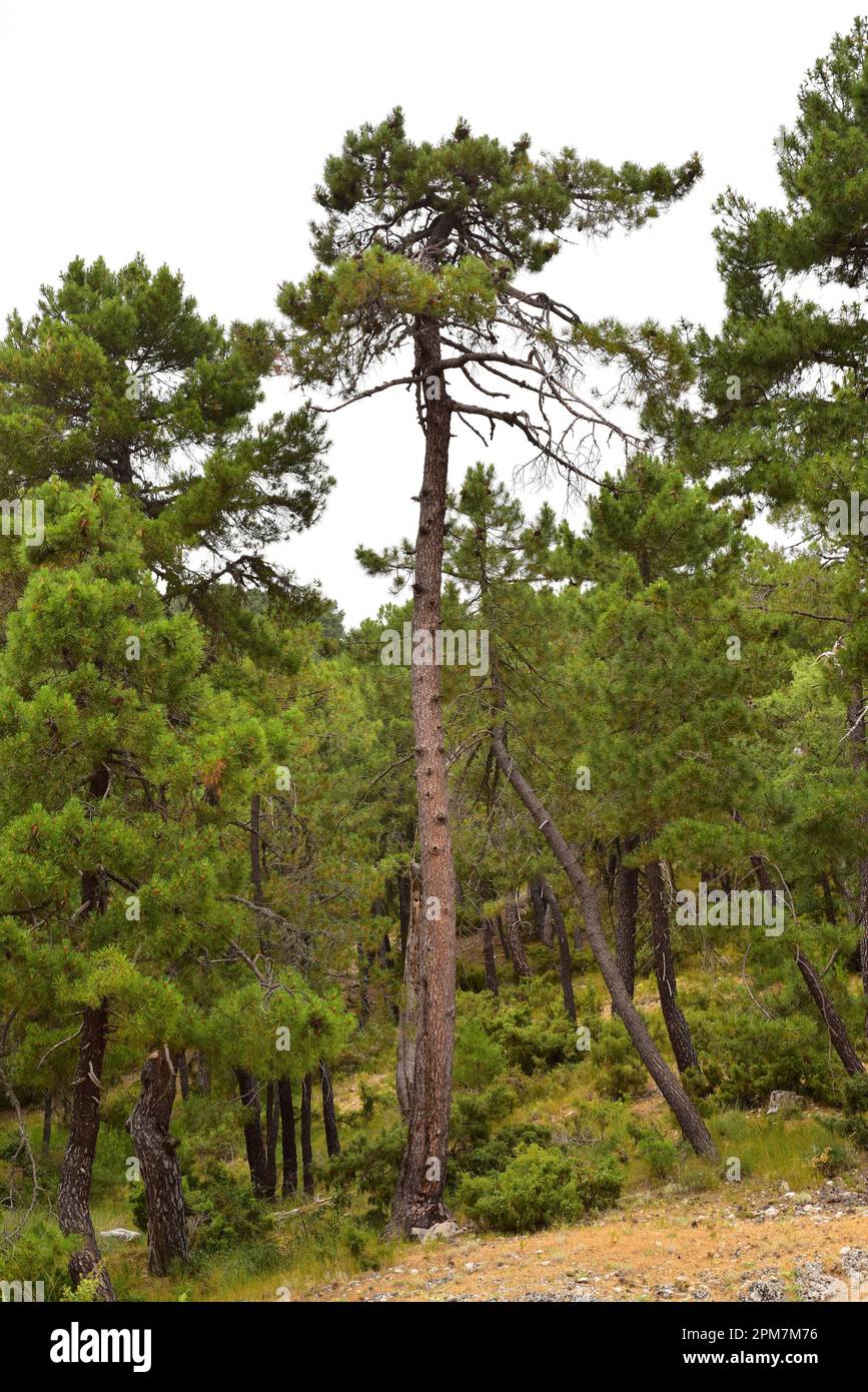 Maritime pine tree pinus pinaster hi-res stock photography and images ...