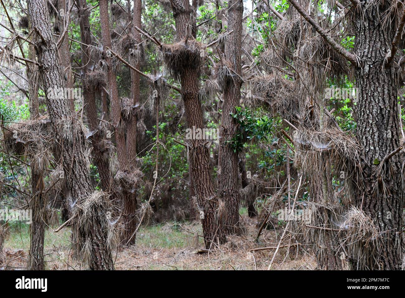 Nature of leaf hi-res stock photography and images - Alamy