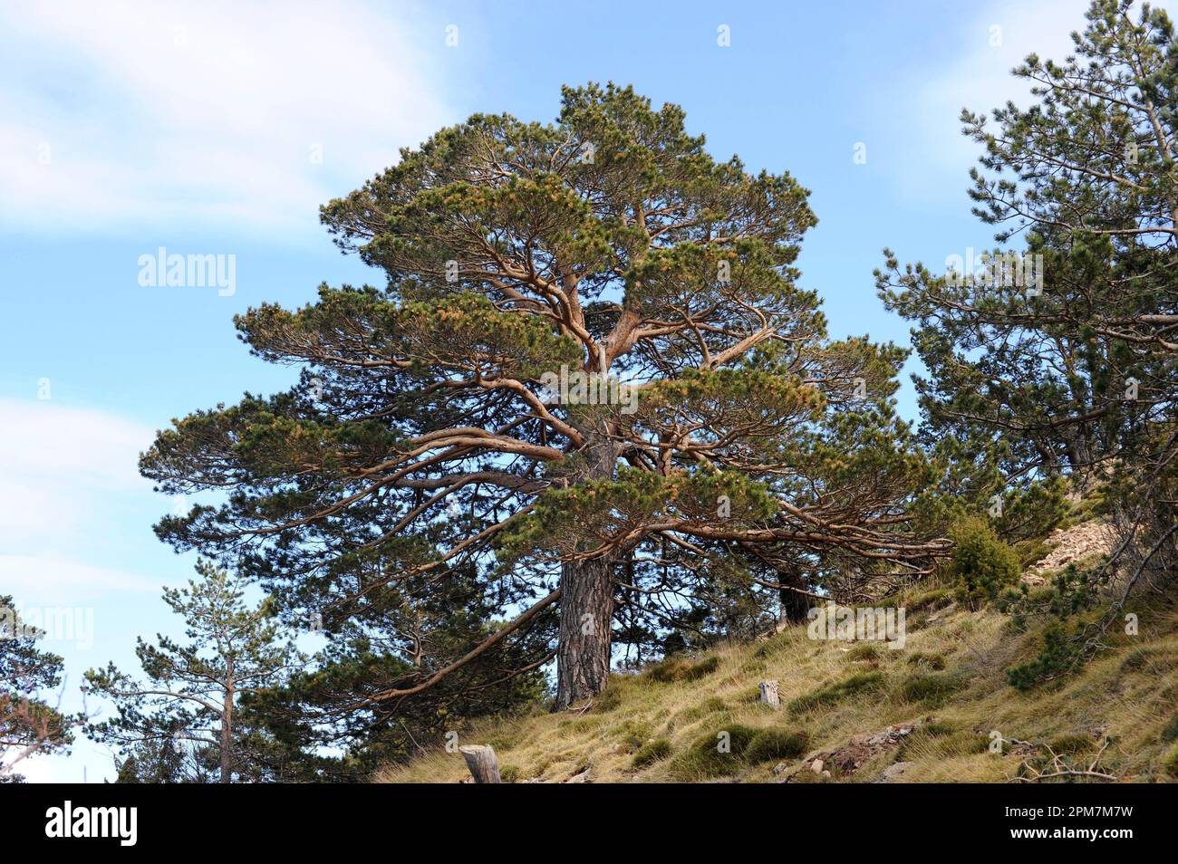 Scots pine (Pinus sylvestris) is an evergreen tree native to north and ...