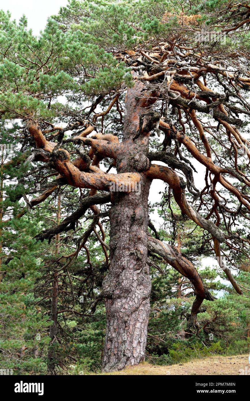 Very old plant hi-res stock photography and images - Alamy