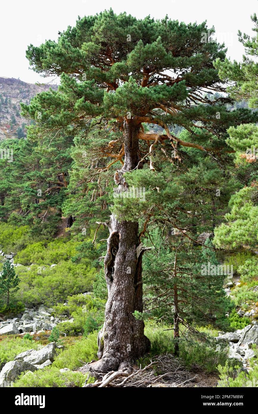 Very old plant hi-res stock photography and images - Alamy