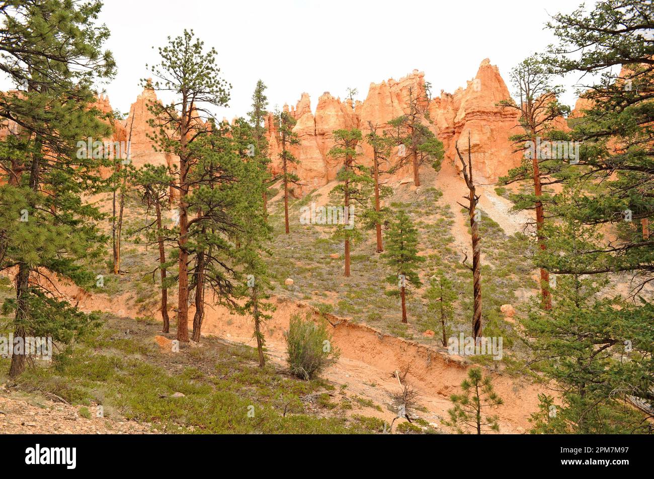 Utah native plant hi-res stock photography and images - Alamy