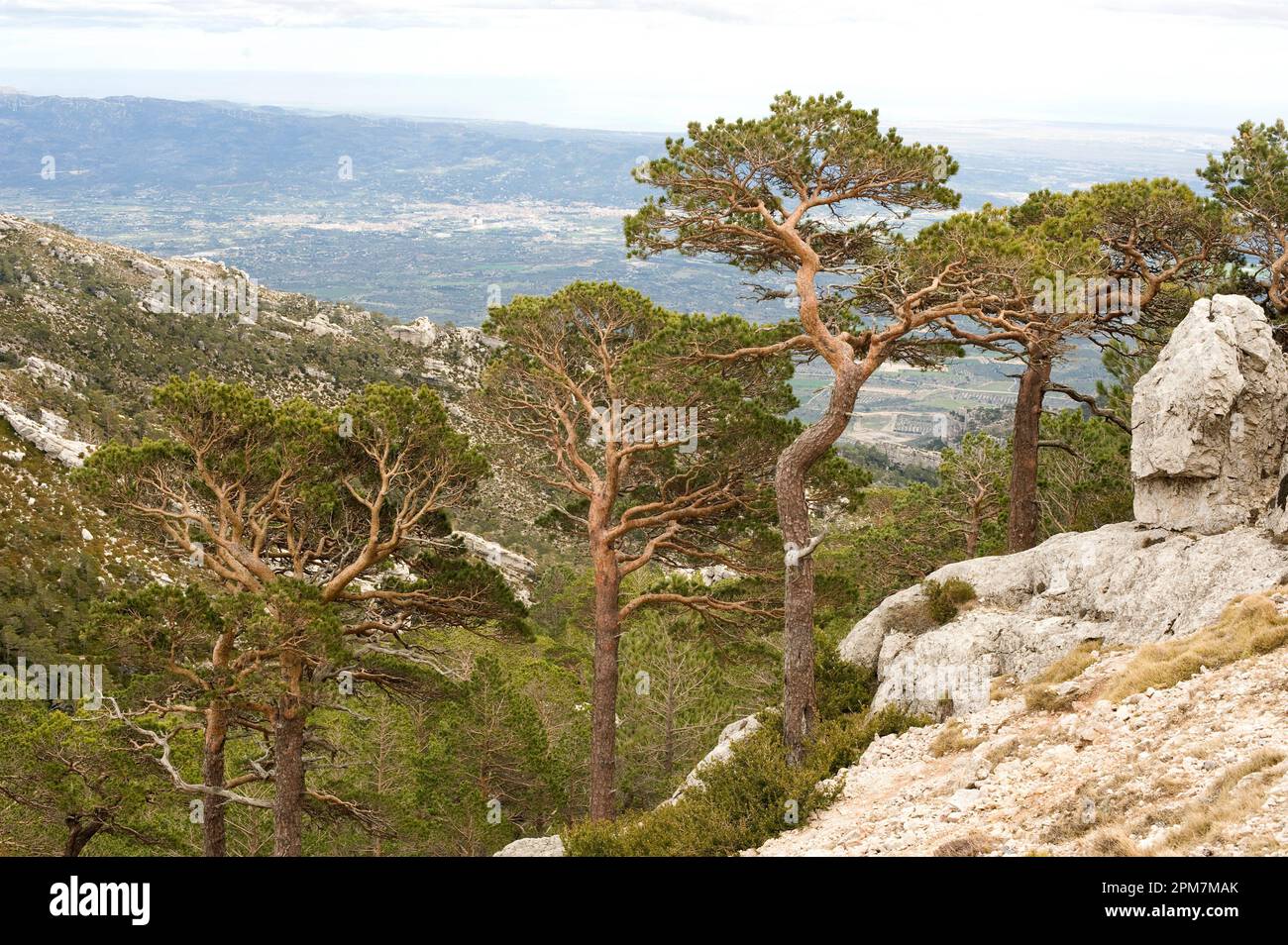Ports tree hi-res stock photography and images - Alamy
