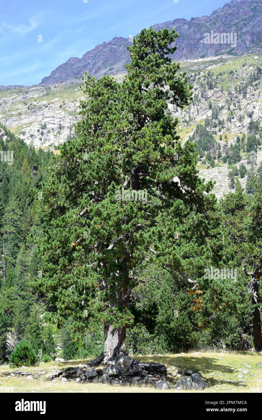 Mugo pine pinus mugo hi-res stock photography and images - Alamy