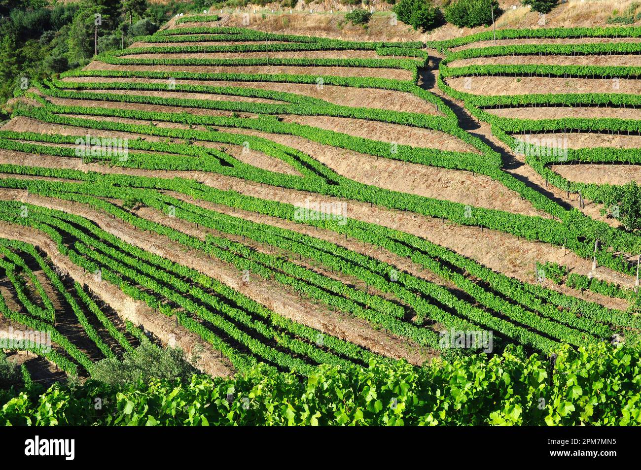Vineyards alto douro world heritage hi-res stock photography and images ...
