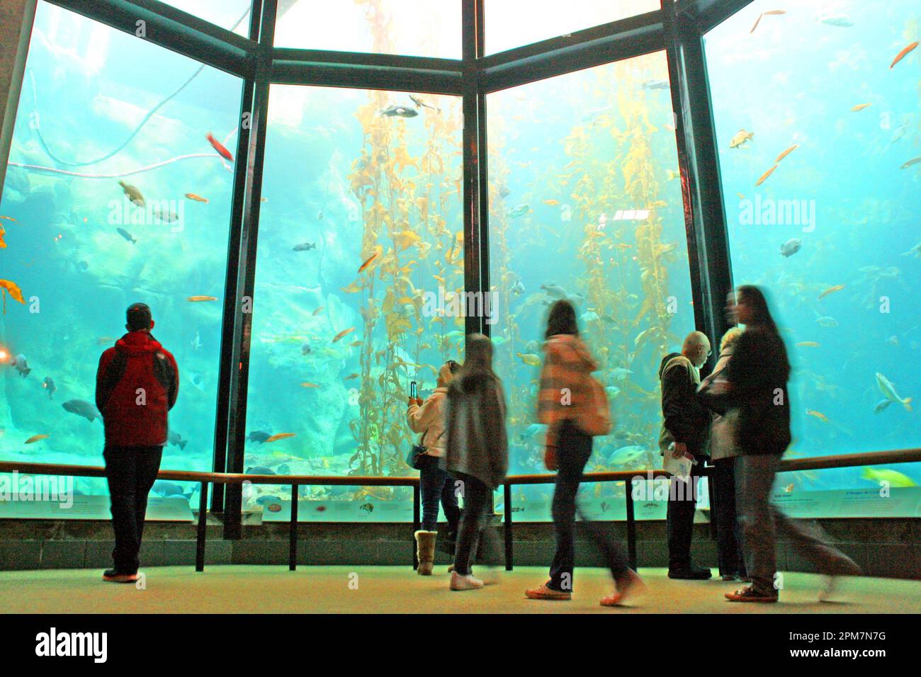Kelp Forest, Monterey Bay Aquarium, Cannery Row, California, USA. The ... Kelp Forest, Monterey Bay Aquarium, Cannery Row, California, USA. The ...