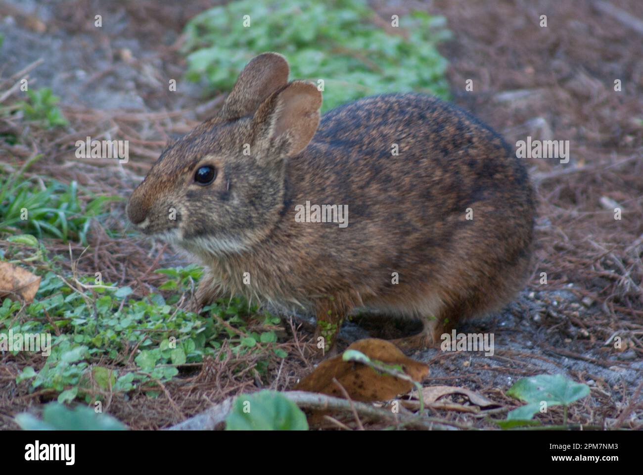 Marsh rabbit hi-res stock photography and images - Alamy