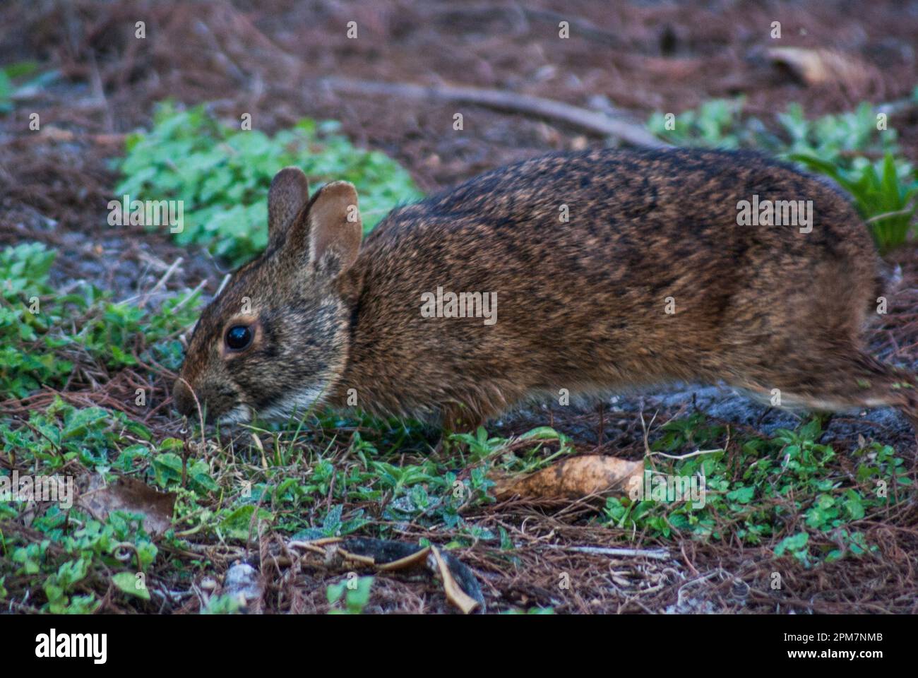 Marsh rabbit hi-res stock photography and images - Alamy