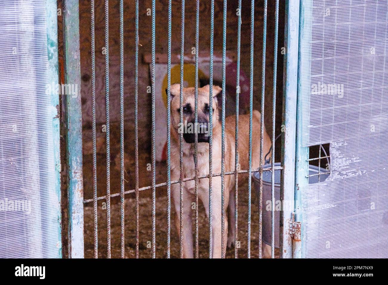 Pleading animal hi-res stock photography and images - Alamy