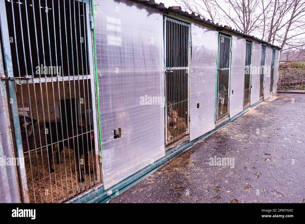 Homeless animals protection society hi-res stock photography and images ...