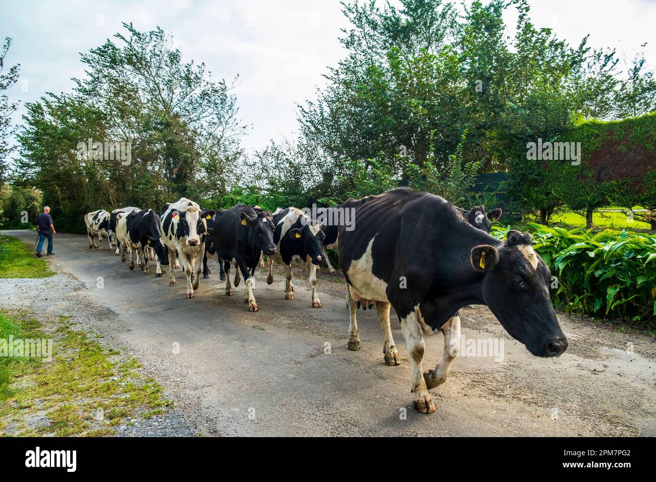 Driving the cows hi-res stock photography and images - Alamy