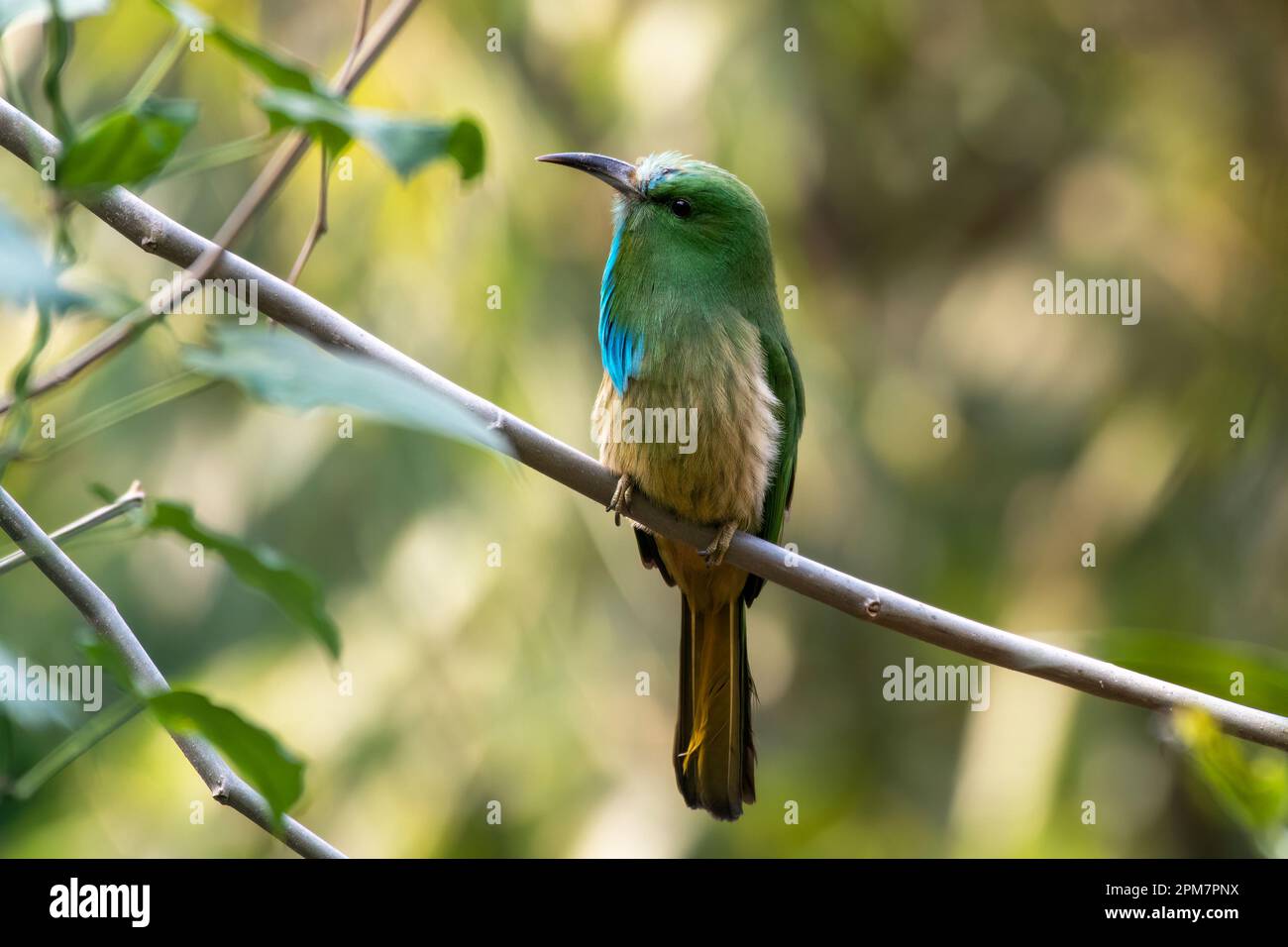 Blue-bearded bee-eater (Nyctyornis athertoni) observed in Rongtong in ...
