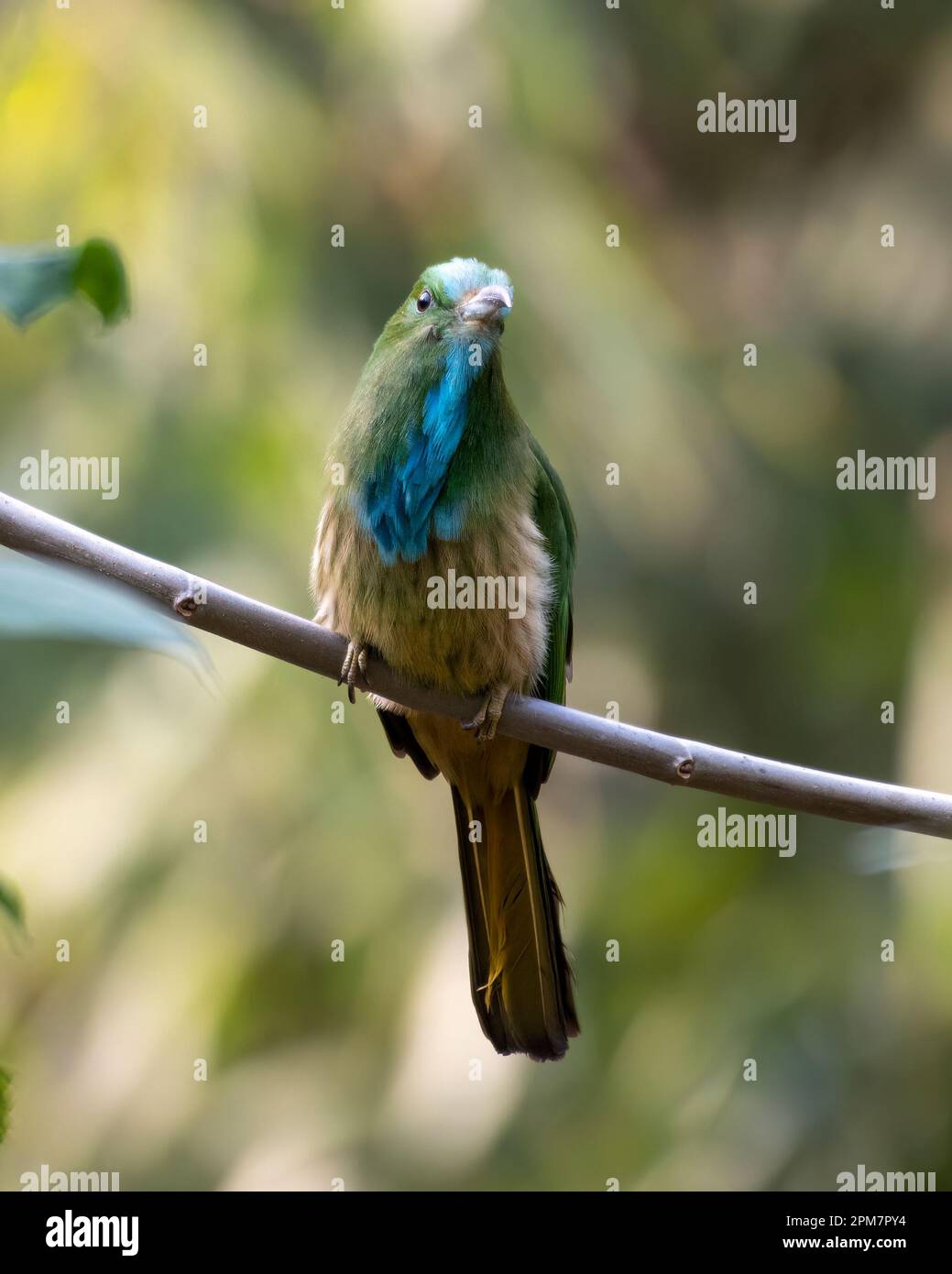 Blue-bearded bee-eater (Nyctyornis athertoni) observed in Rongtong in ...