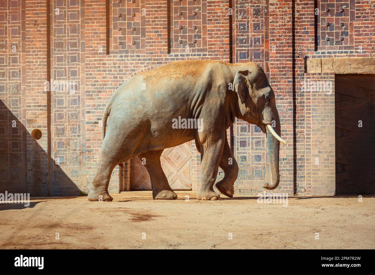 asian elefant in captivity Stock Photo - Alamy