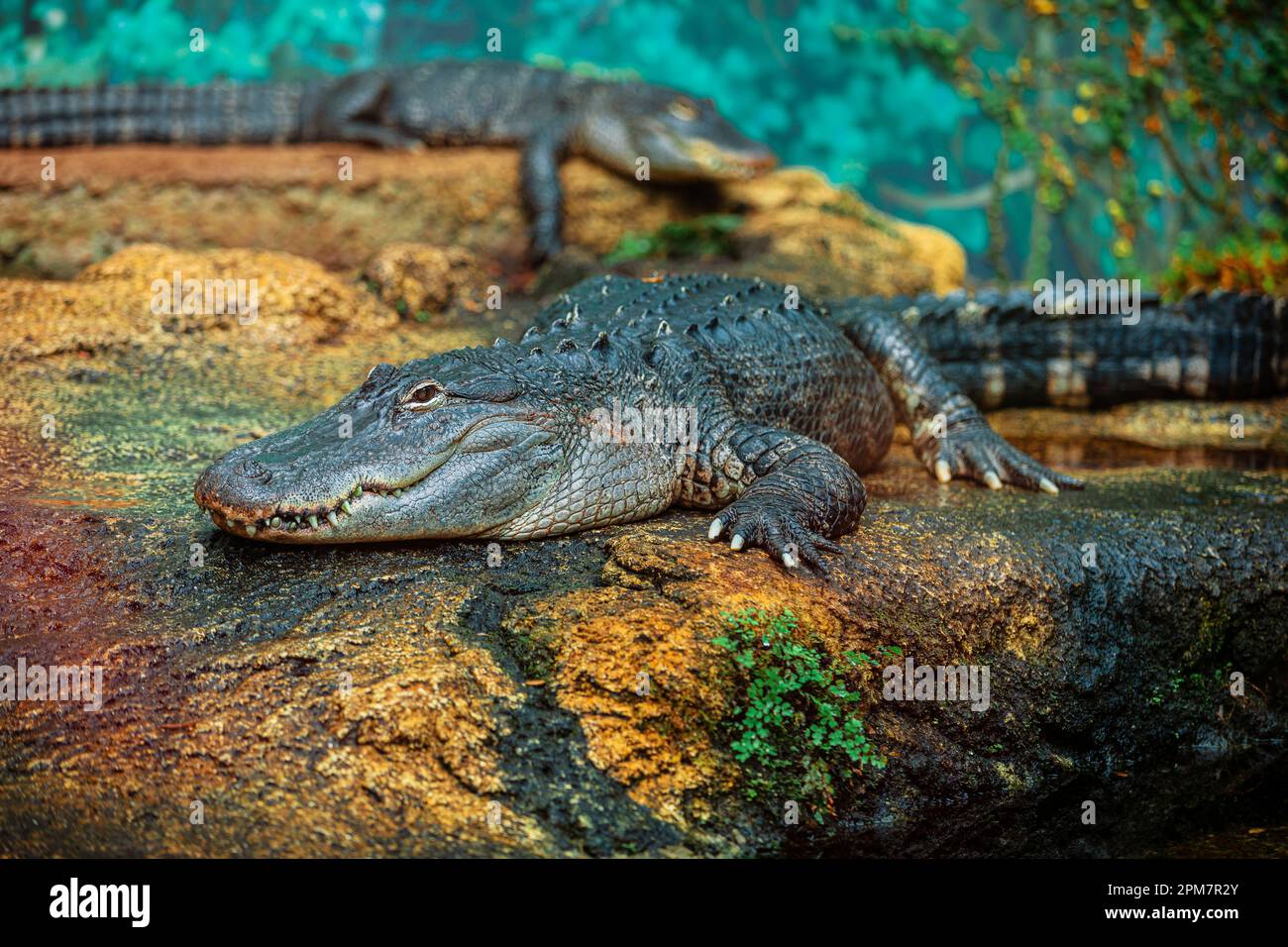 american aligator on rocks Stock Photo - Alamy