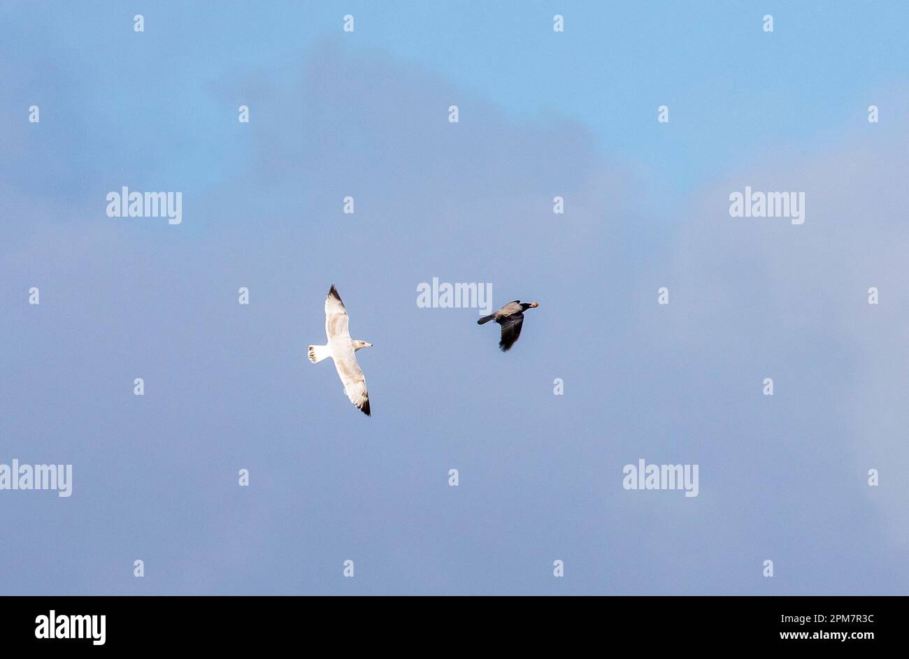 Egg chasing hi-res stock photography and images - Alamy