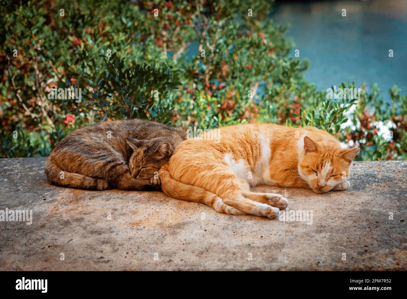 mixed house cats sleeping on a wall in a mediterranean village Stock ...