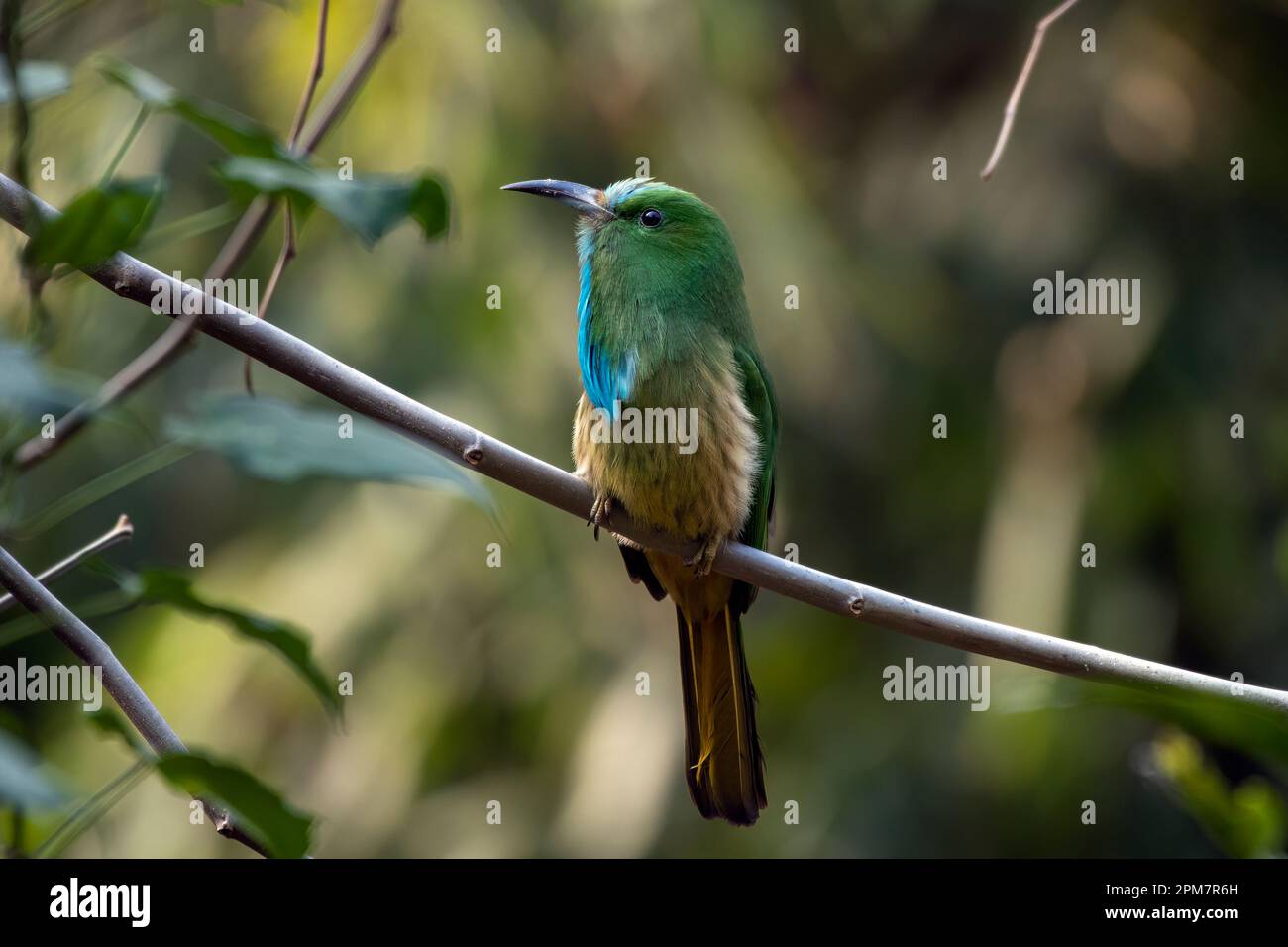 Blue-bearded bee-eater (Nyctyornis athertoni) observed in Rongtong in ...