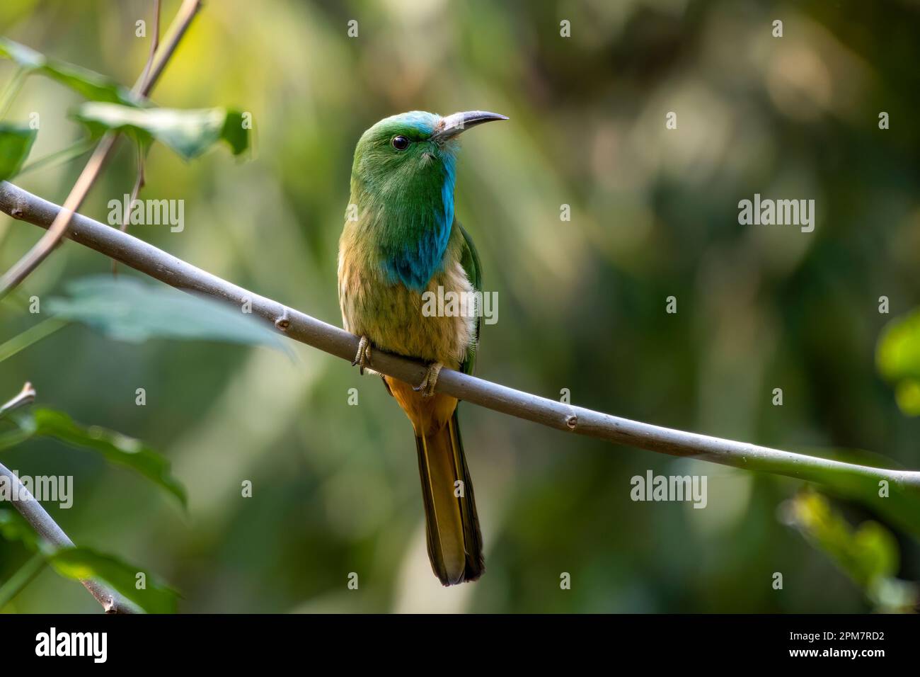Blue-bearded bee-eater (Nyctyornis athertoni) observed in Rongtong in ...
