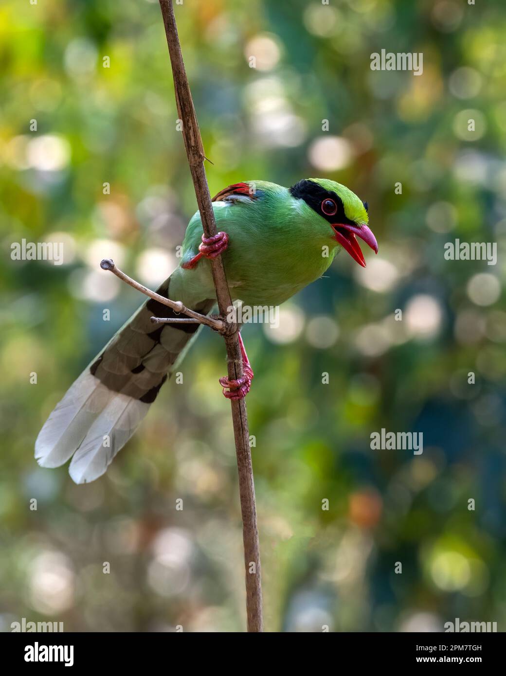 Common green magpie (Cissa chinensis) observed in Latpanchar in West ...