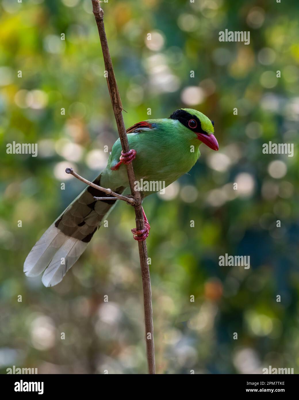 Common green magpie (Cissa chinensis) observed in Latpanchar in West ...