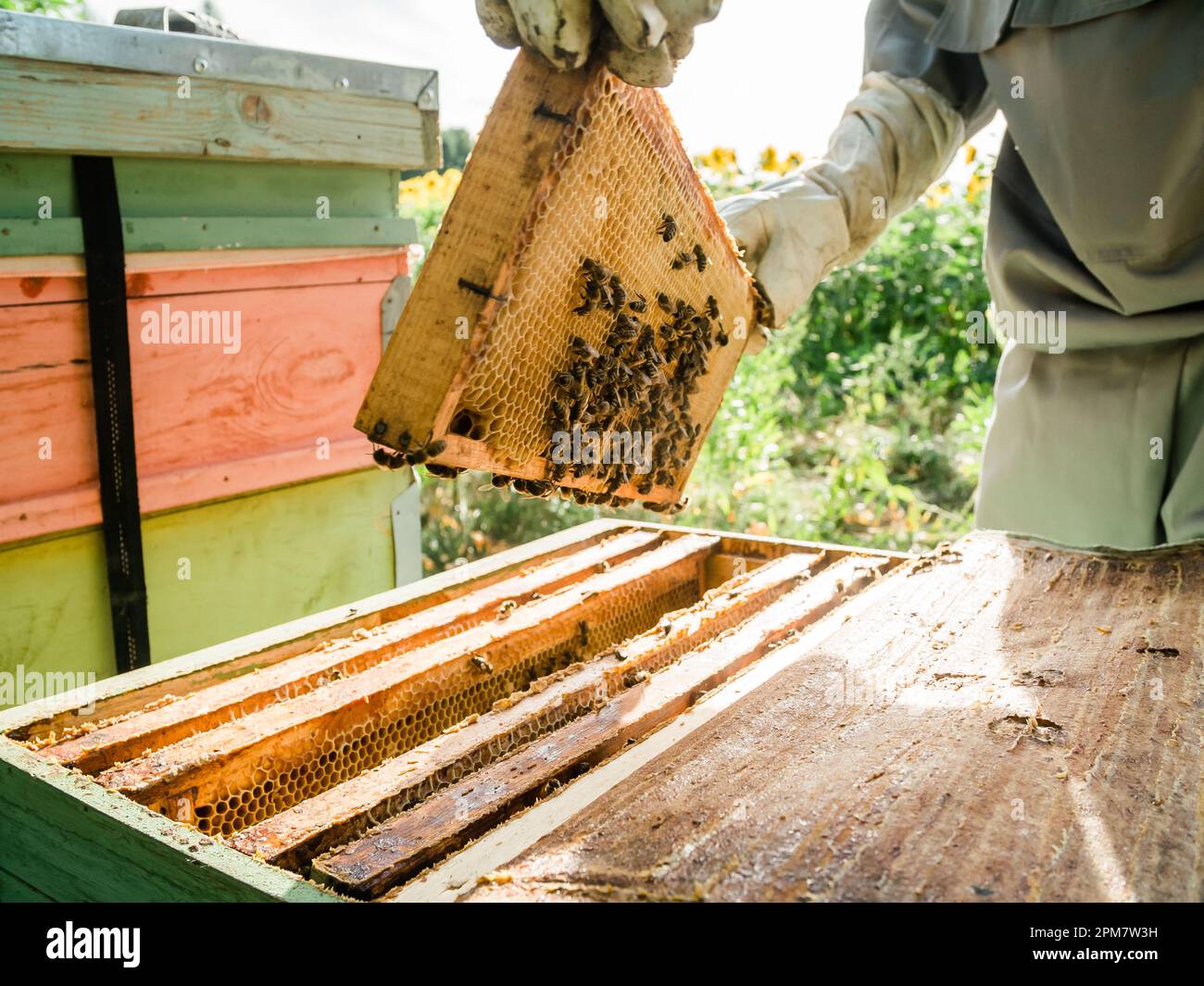 Beekeeper removing honeycomb from beehive. Person in beekeeper suit ...