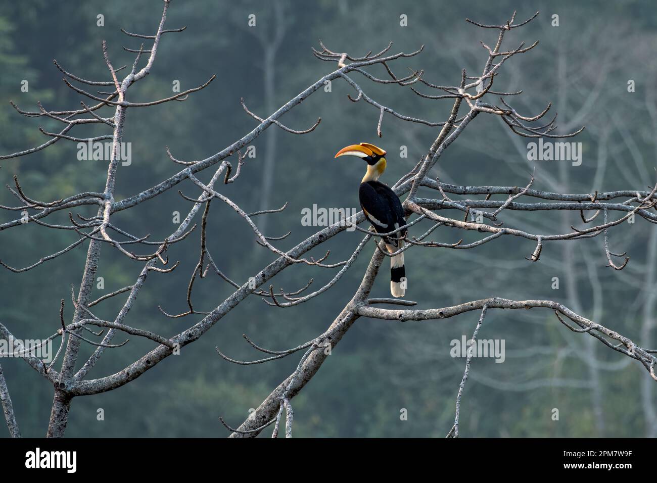 Great hornbill (Buceros bicornis), also known as the concave-casqued ...