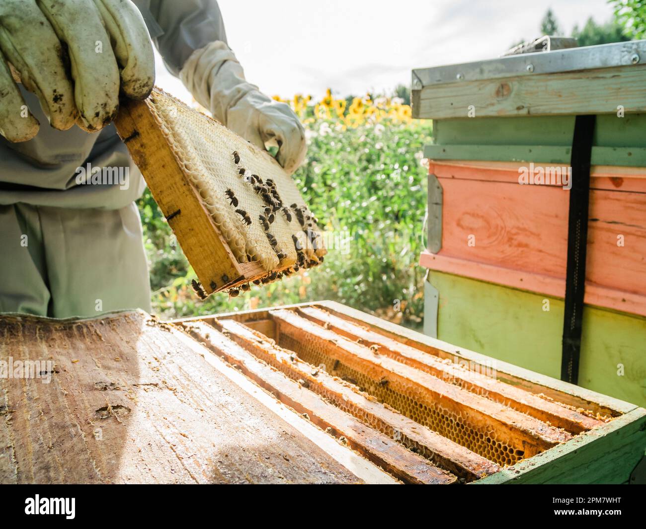 Beekeeper removing honeycomb from beehive. Person in beekeeper suit ...