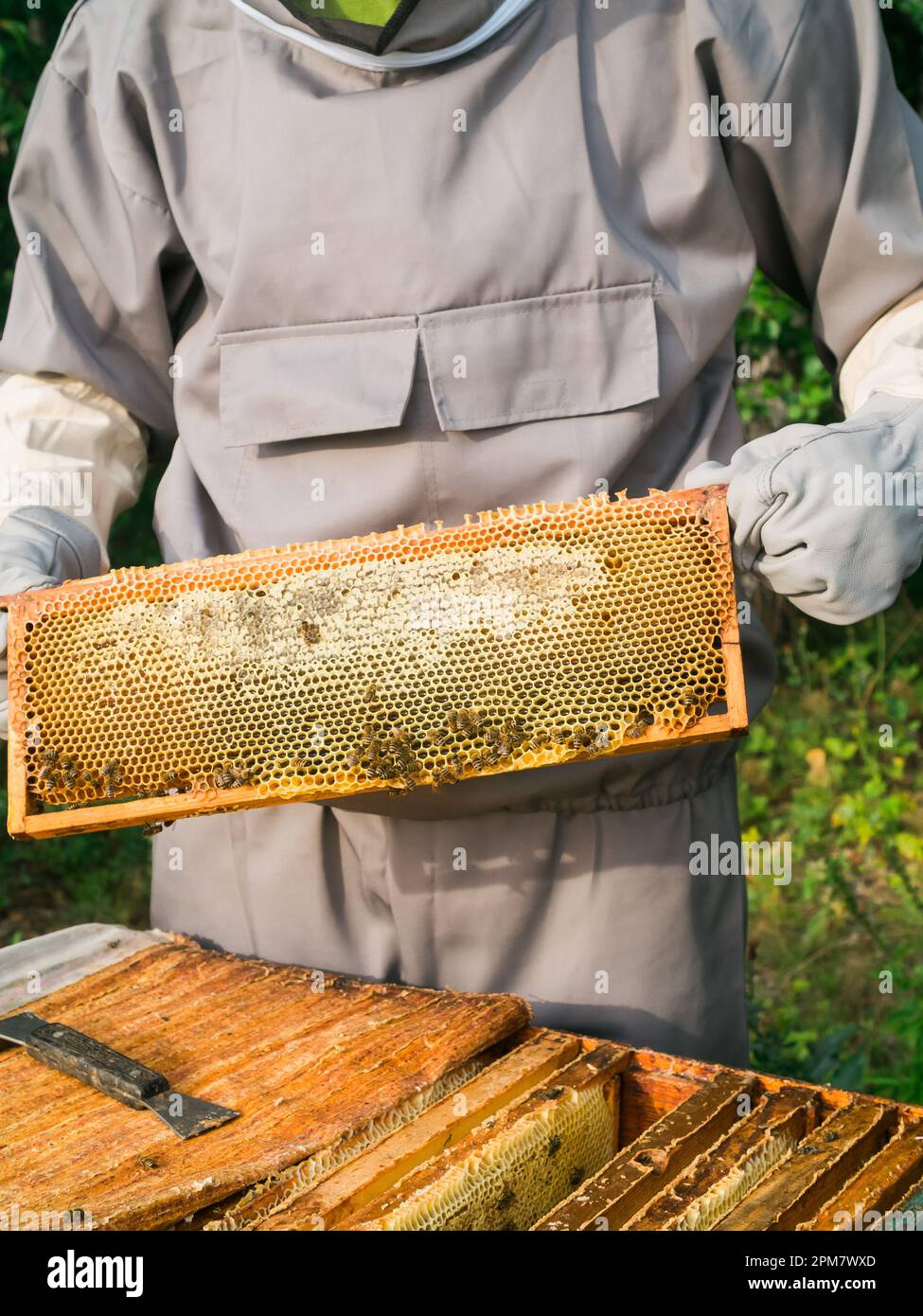 Beekeeper removing honeycomb from beehive. Person in beekeeper suit ...