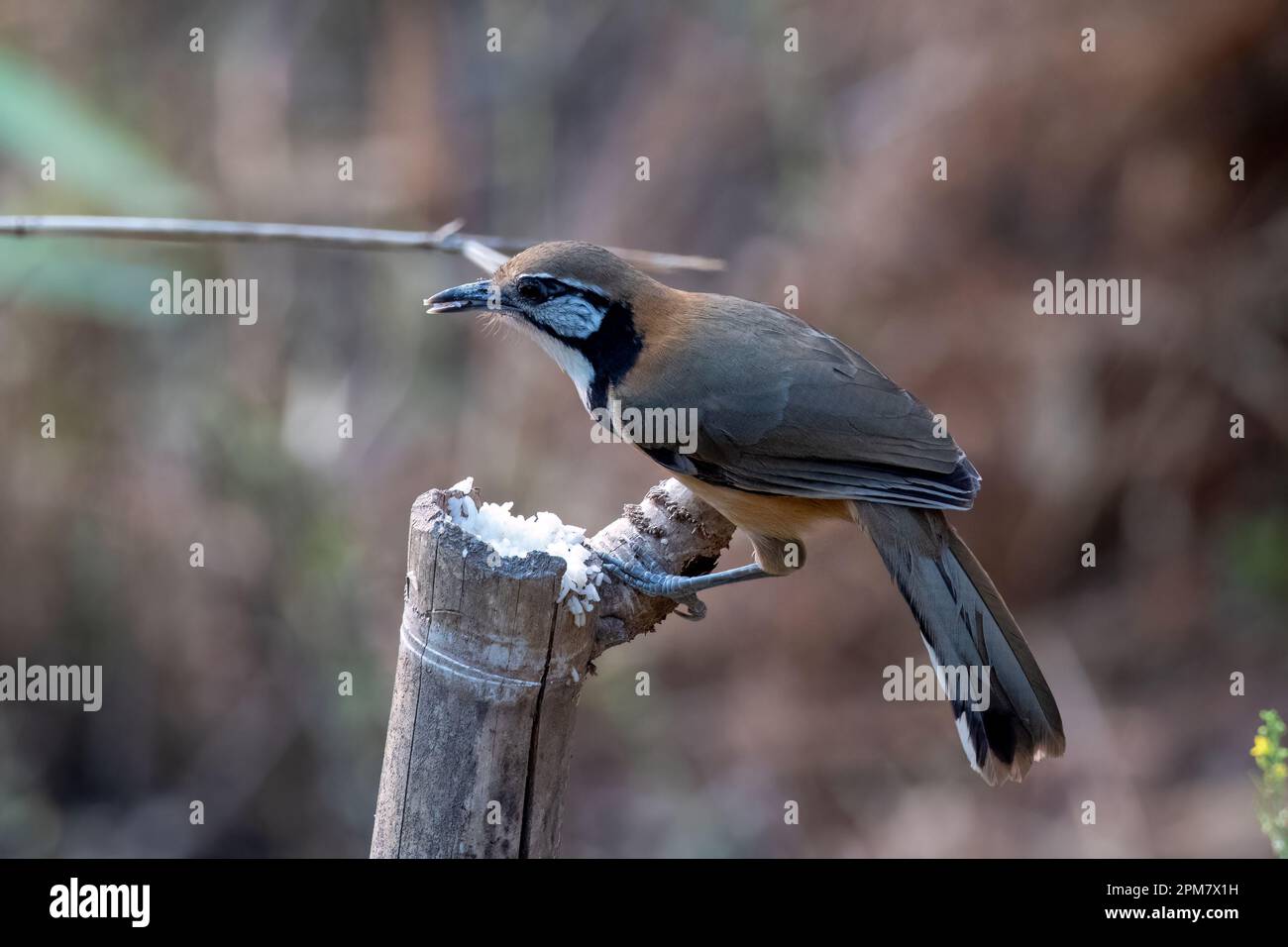 Greater necklaced laughingthrush (Pterorhinus pectoralis) observed in ...