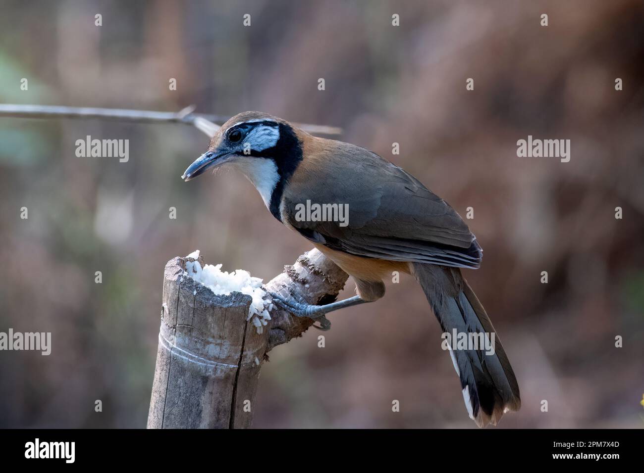 Greater necklaced laughingthrush (Pterorhinus pectoralis) observed in ...