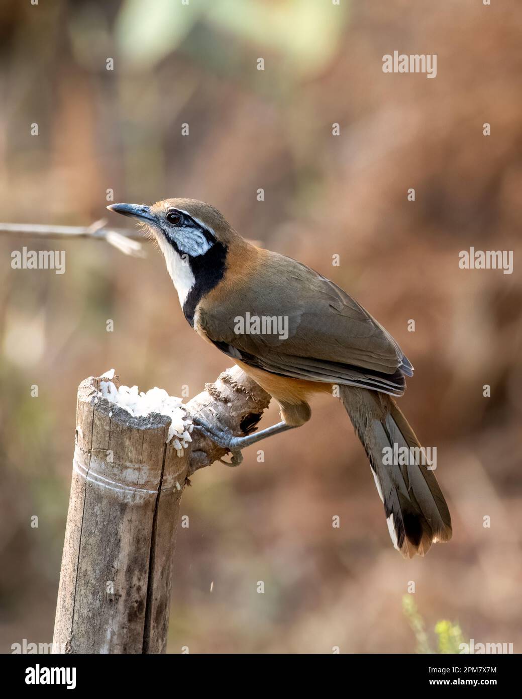 Greater necklaced laughingthrush (Pterorhinus pectoralis) observed in ...
