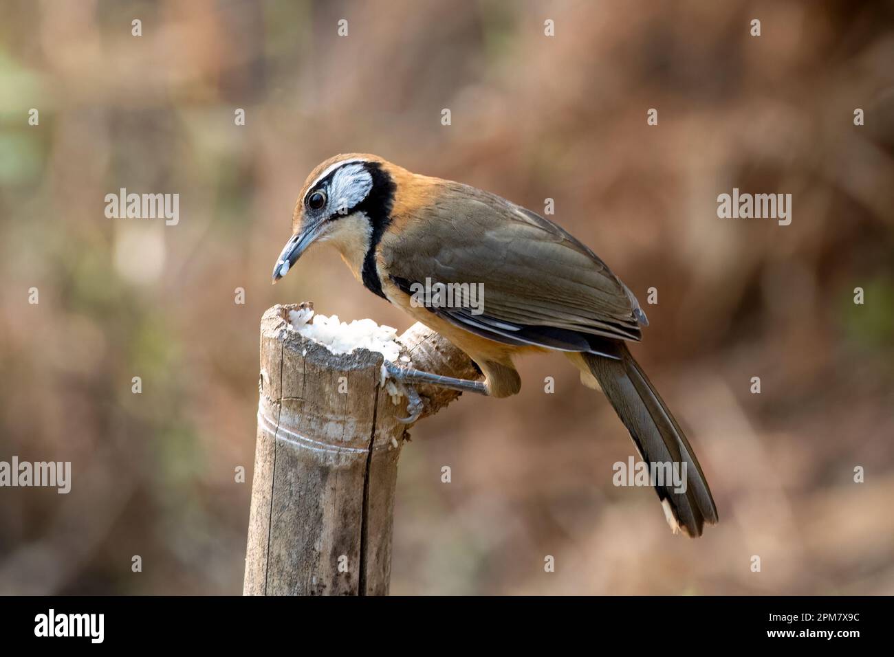 Greater necklaced laughingthrush (Pterorhinus pectoralis) observed in ...