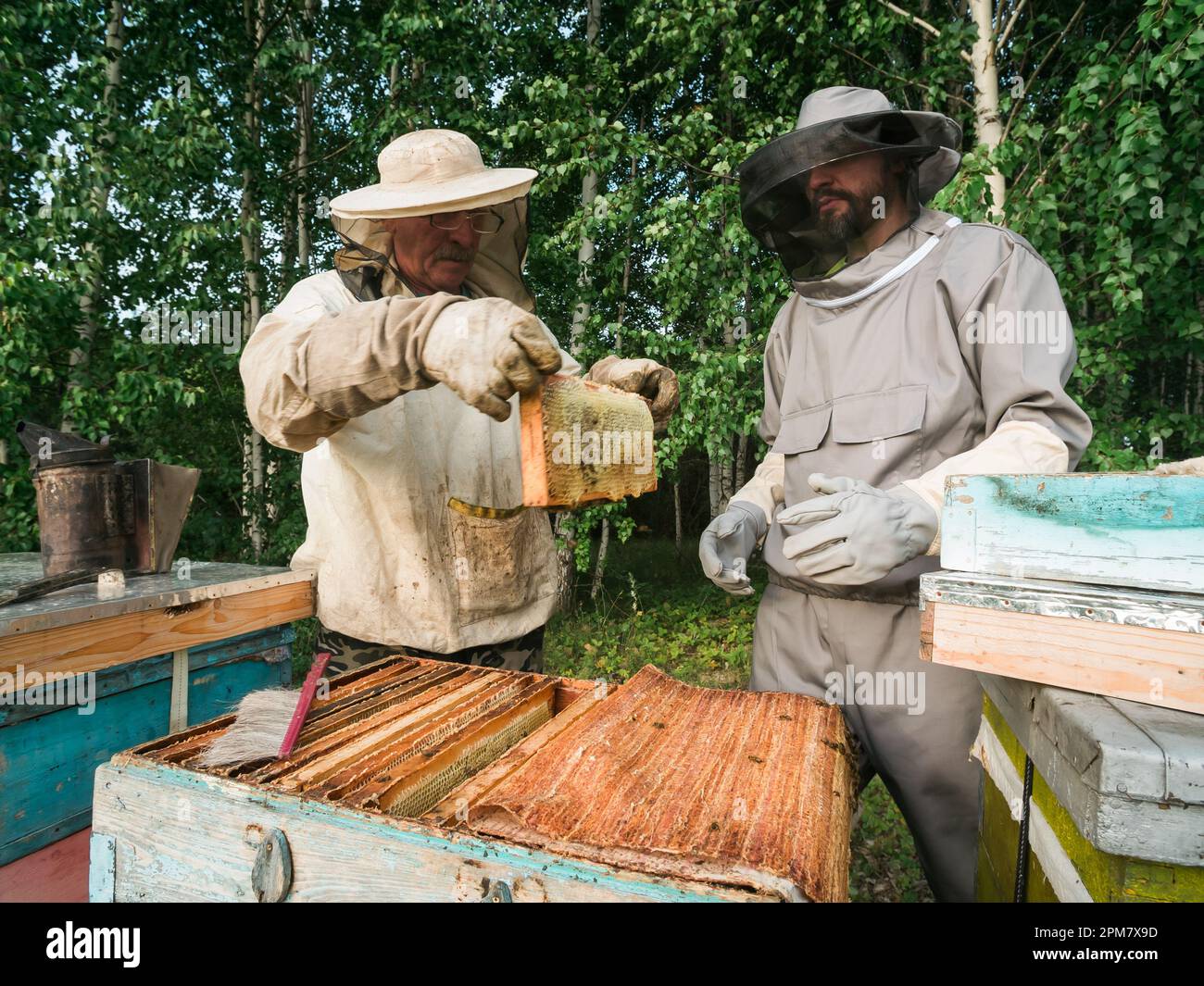 Beekeeper removing honeycomb from beehive. Person in beekeeper suit ...
