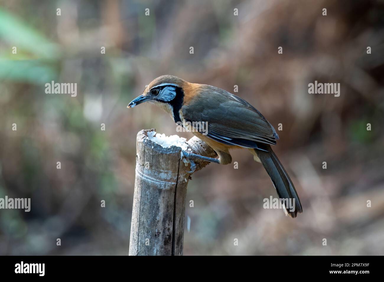 Greater necklaced laughingthrush (Pterorhinus pectoralis) observed in ...