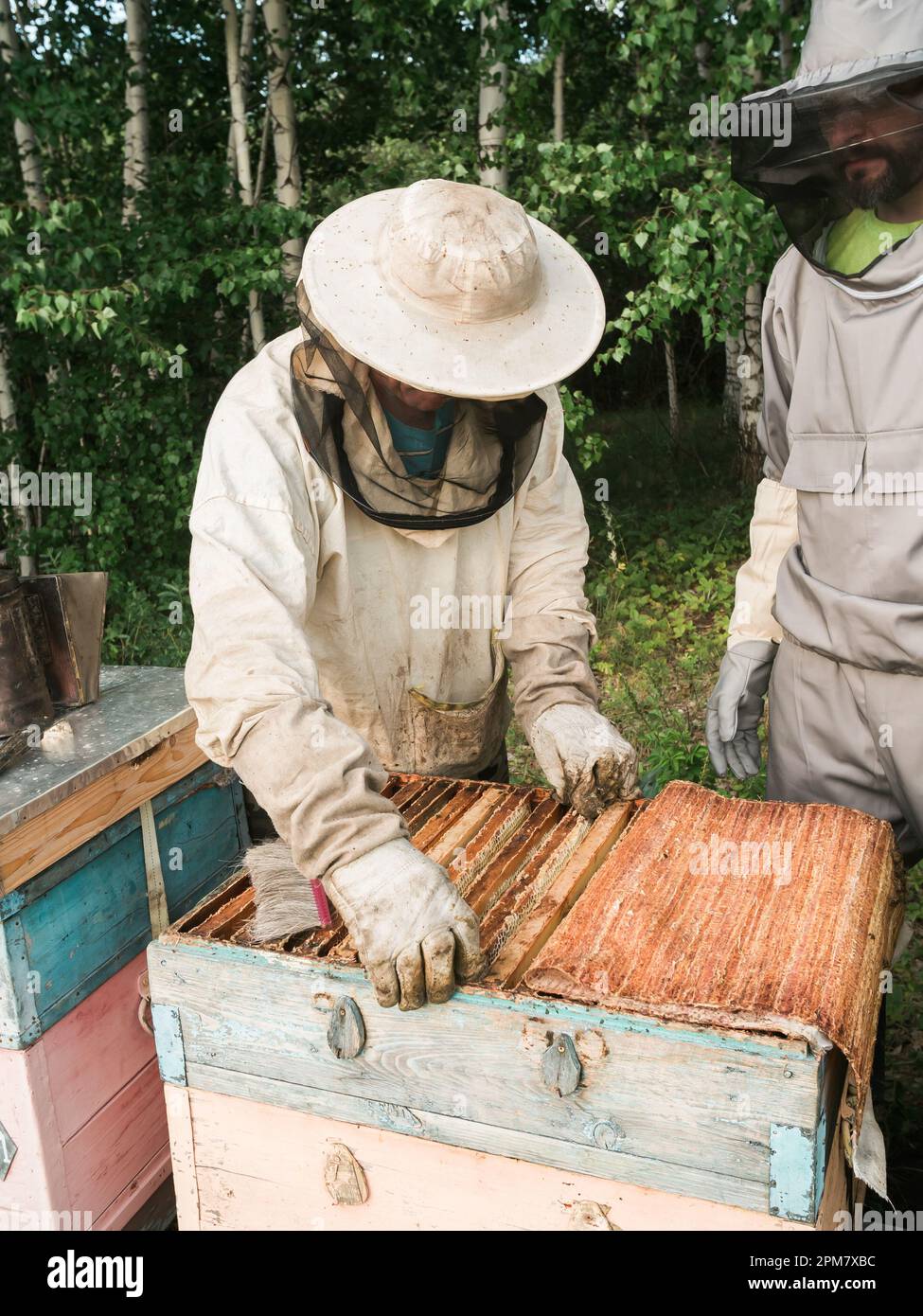 Beekeeper removing honeycomb from beehive. Person in beekeeper suit ...
