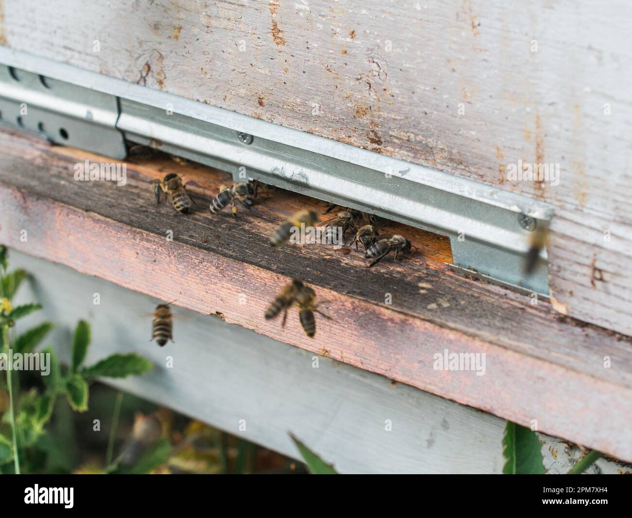 Honey bees at coming and going at the hive Stock Photo - Alamy