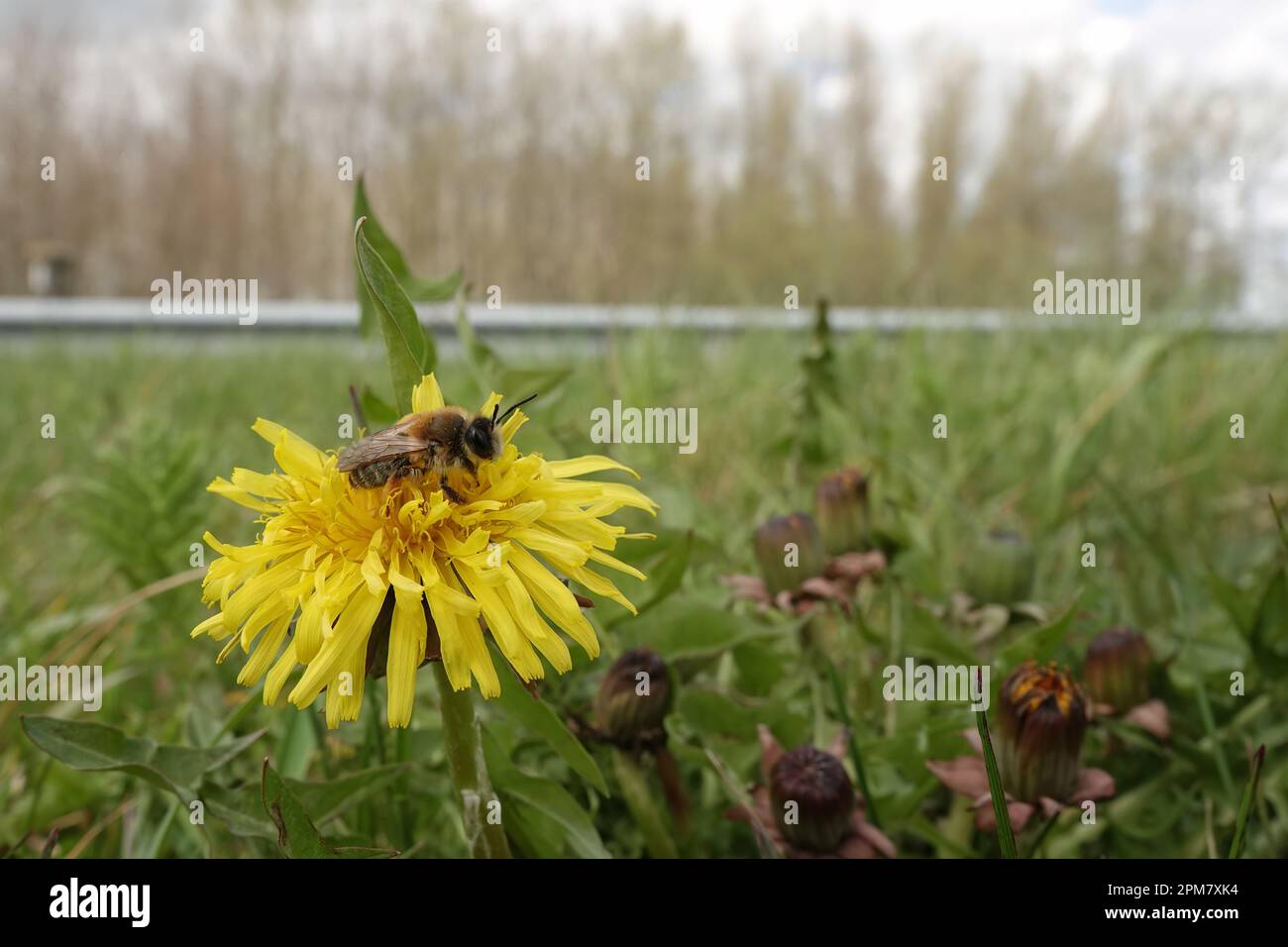 Wide-angle close-up on a female grey-gastered mining bee, Andrena ...