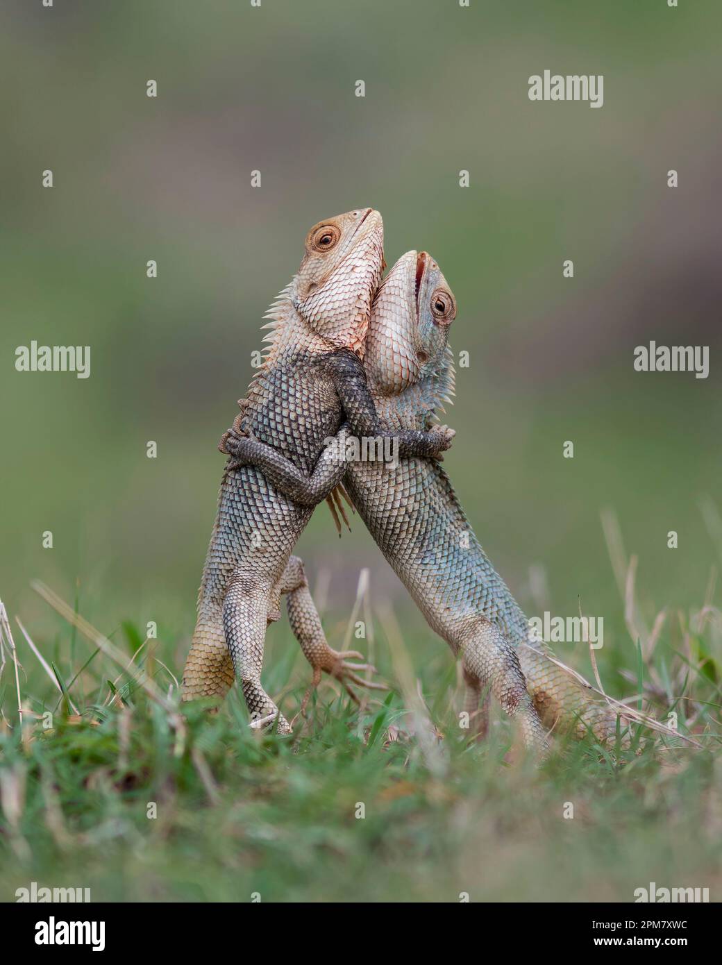 COMICAL images show how an amorous fan-throated lizard conducted an ...