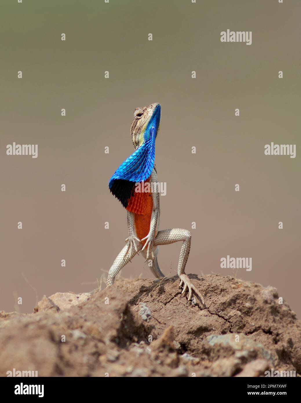 COMICAL images show how an amorous fan-throated lizard conducted an ...
