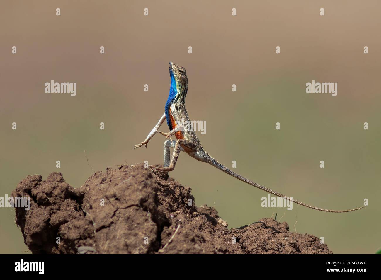 COMICAL images show how an amorous fan-throated lizard conducted an ...