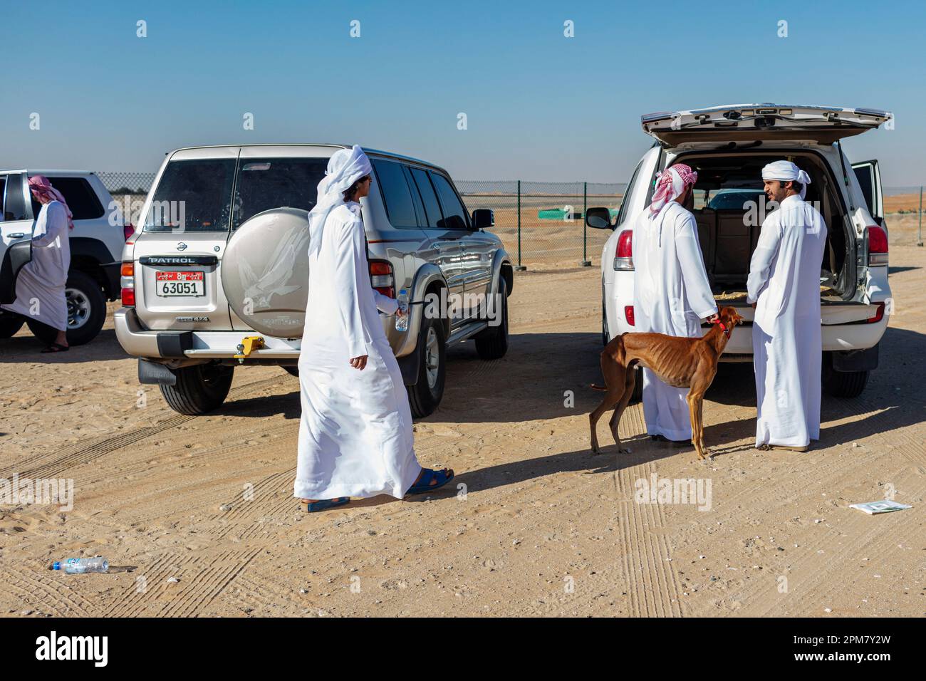 Saluki racing in Al Dhafra region of the Emirate of Abu Dhabi Stock ...