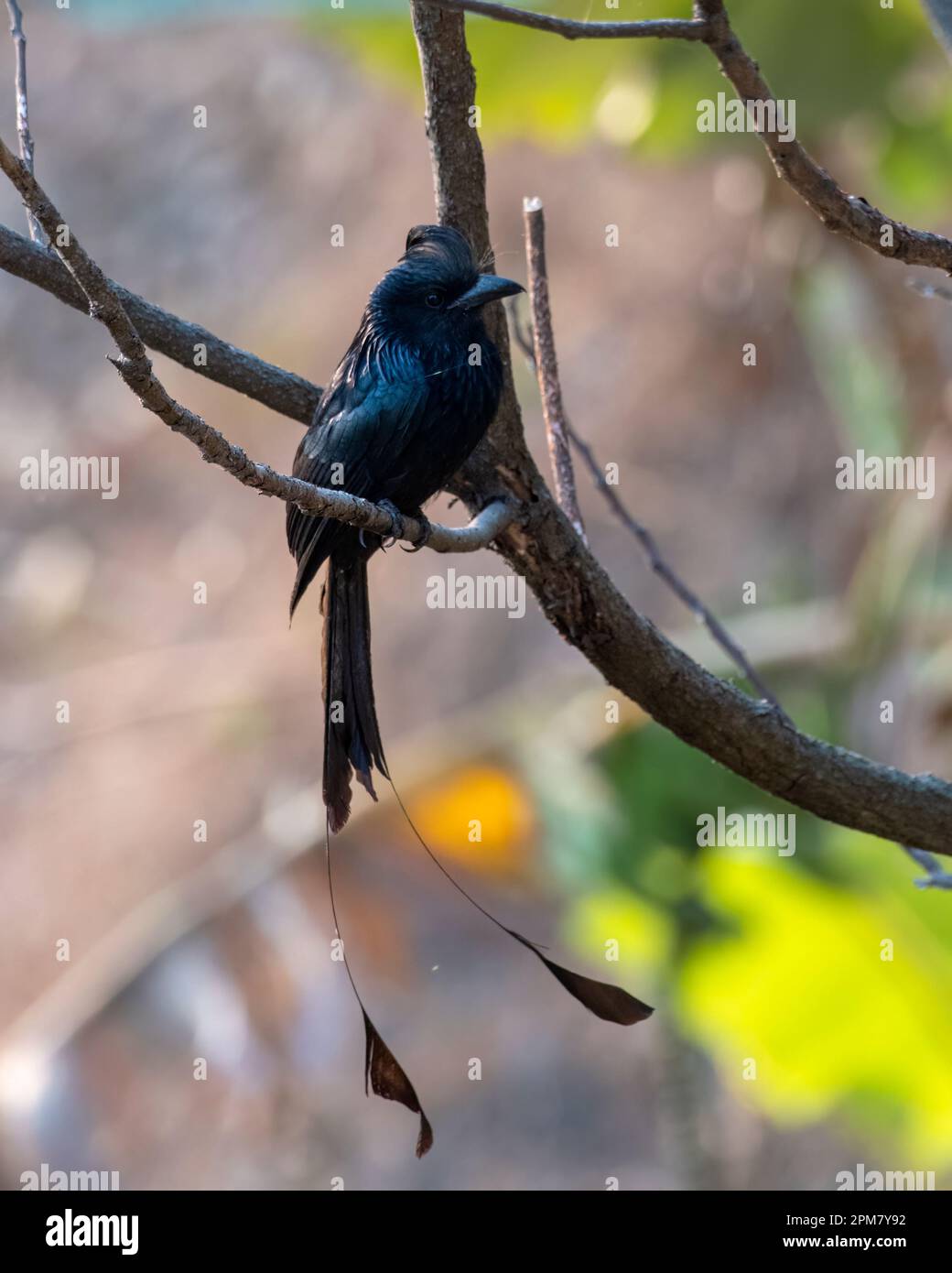 Greater racket-tailed drongo (Dicrurus paradiseus) observed in Rongtong ...