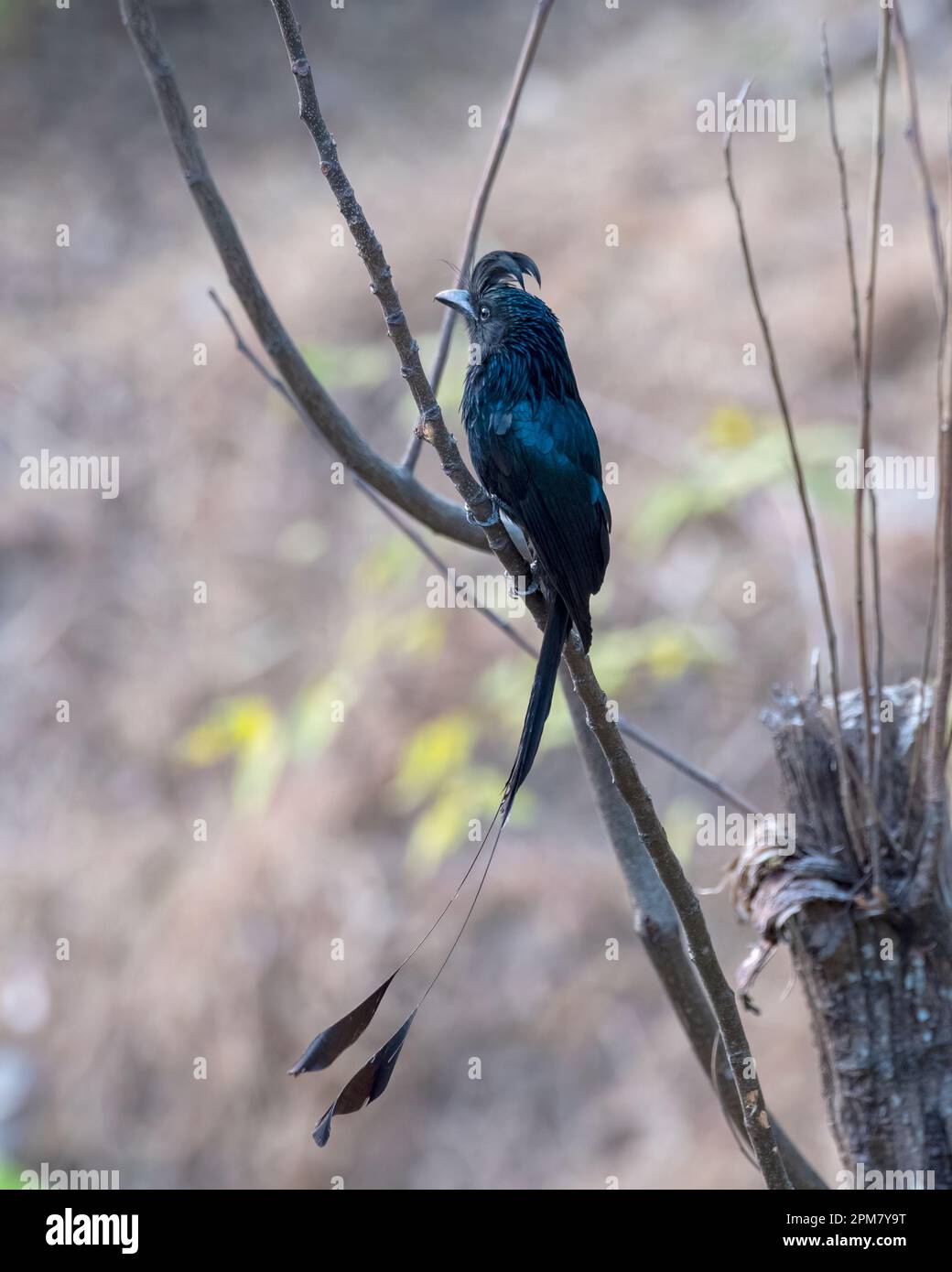 Greater racket-tailed drongo (Dicrurus paradiseus) observed in Rongtong ...
